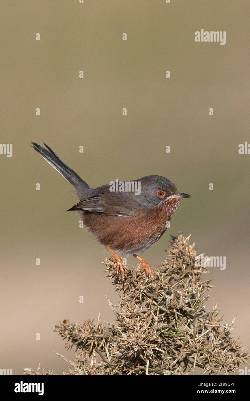 Adult male dartford warbler hi-res stock photography and images - Alamy