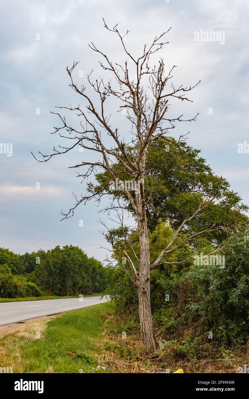 Vertical shot of a dried tree near green trees on the side of a road ...