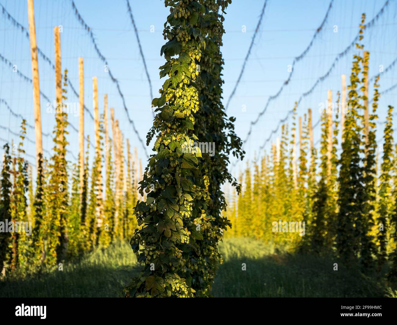 Hop field near Heideck, Middle Franconia, Bavaria Stock Photo - Alamy
