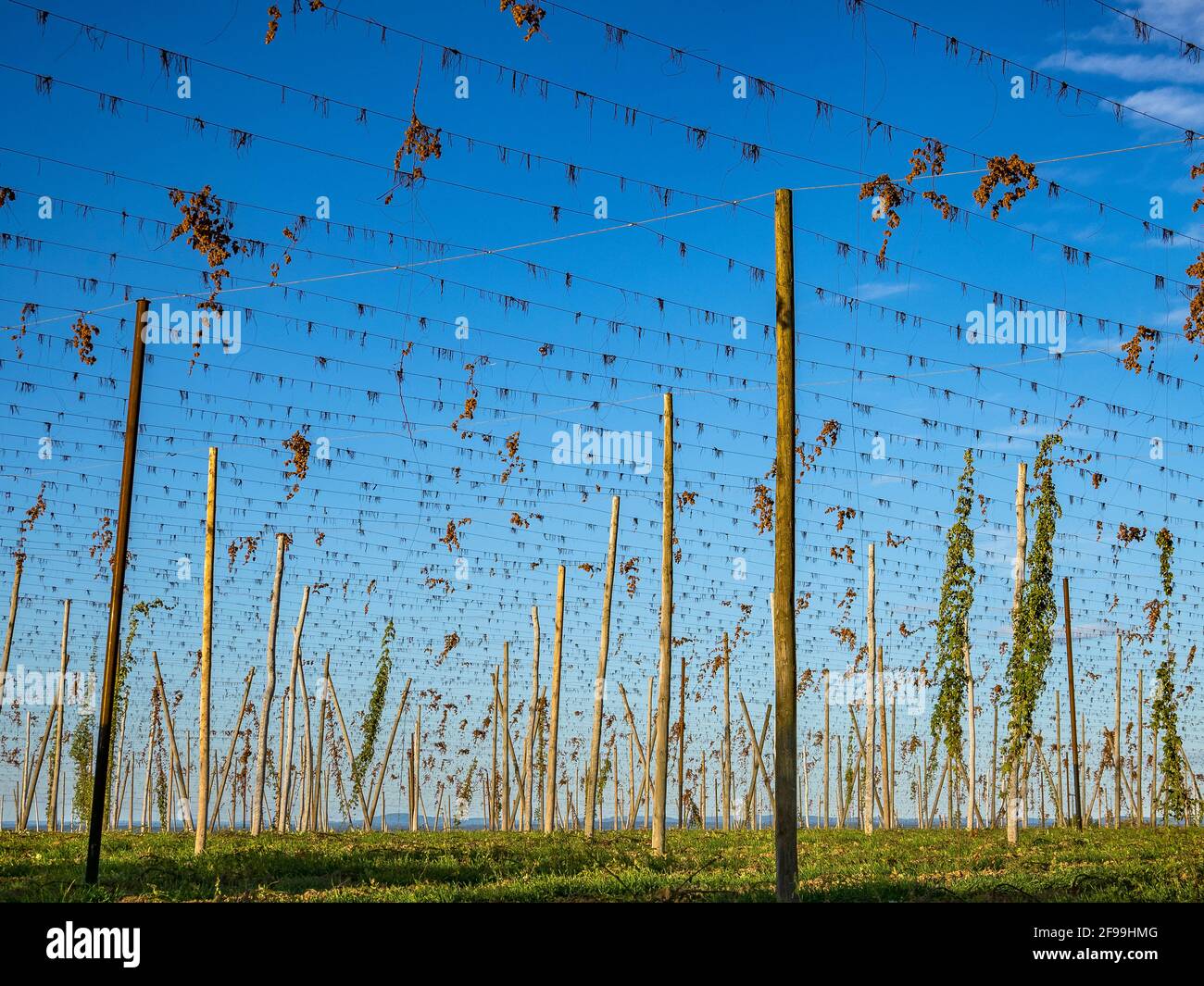 Harvested hop field near hi-res stock photography and images - Alamy