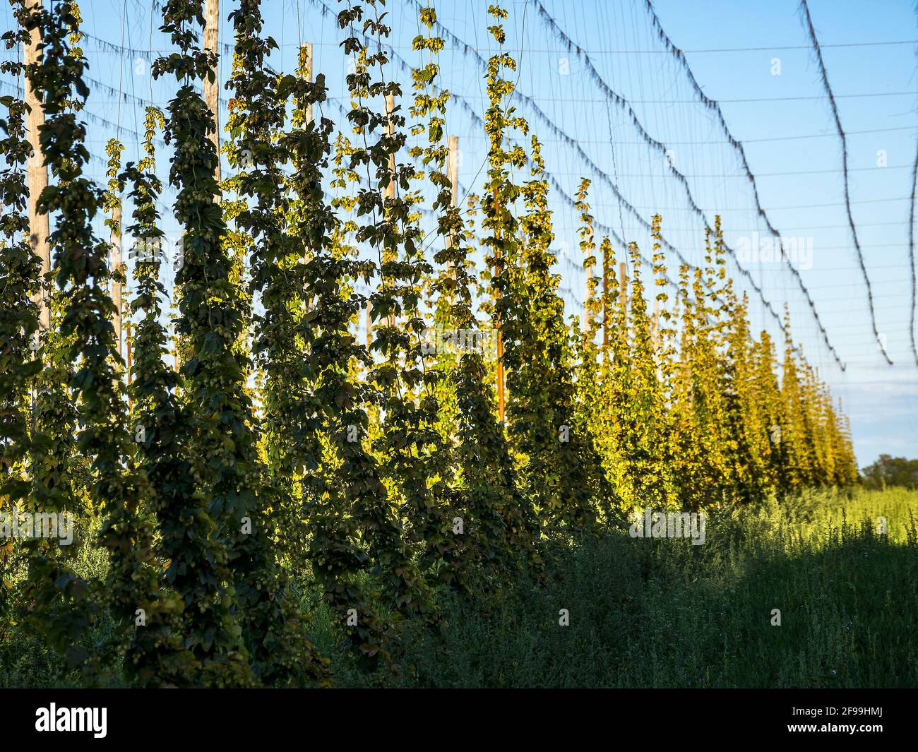 Hop field hi-res stock photography and images - Alamy