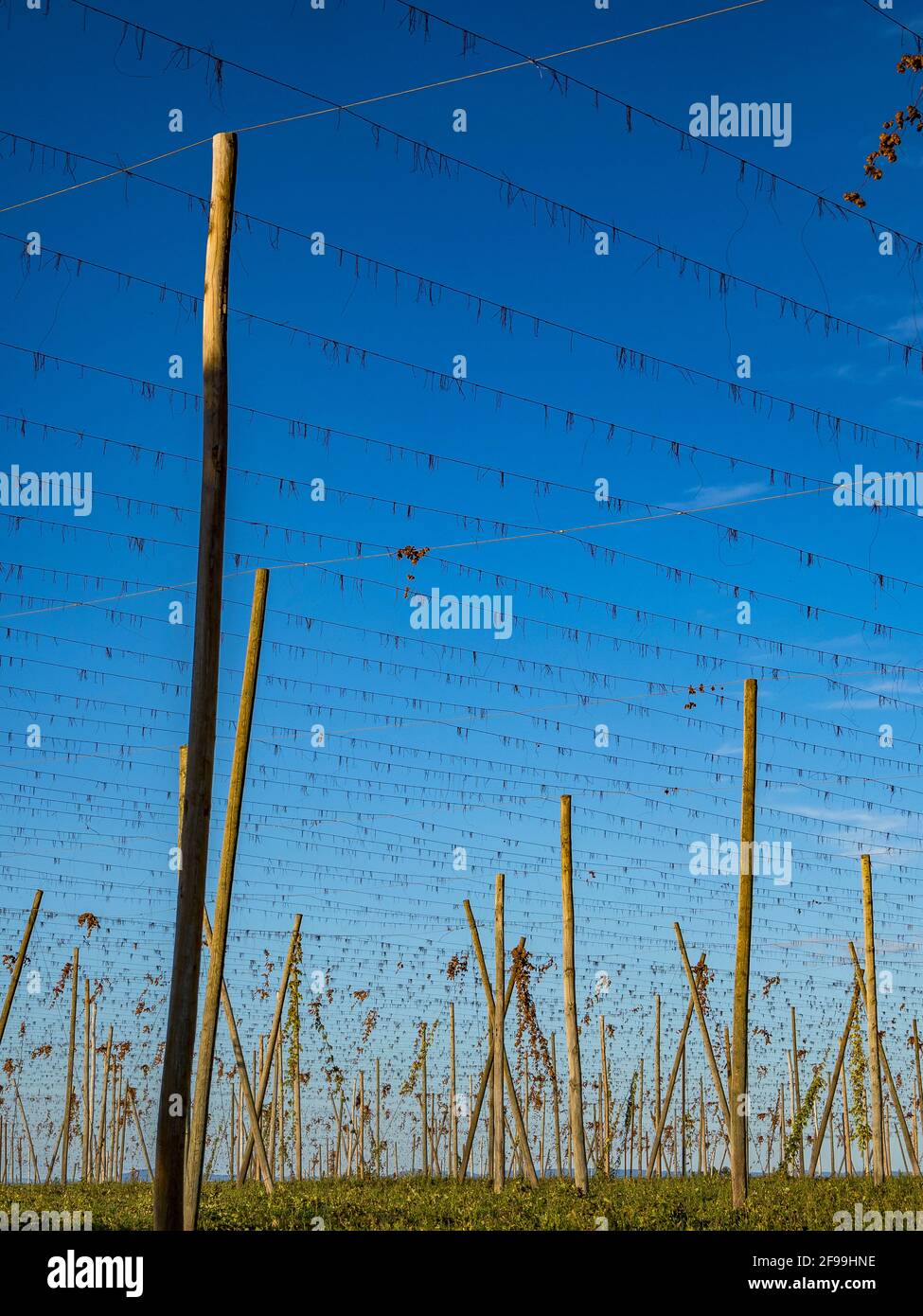 Harvested hop field near Heideck, Middle Franconia, Bavaria Stock Photo ...