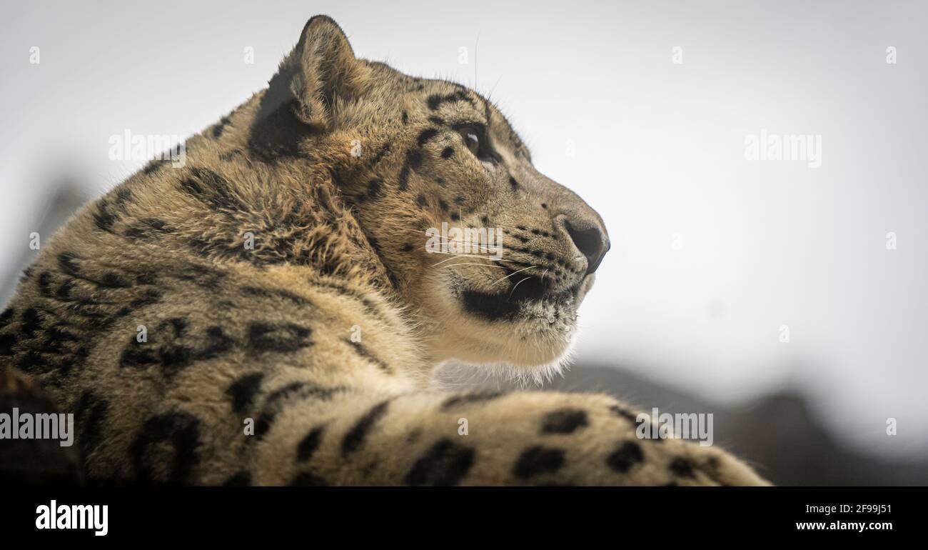 Closeup shot of a snow leopard side profile looking at a distance on a ...