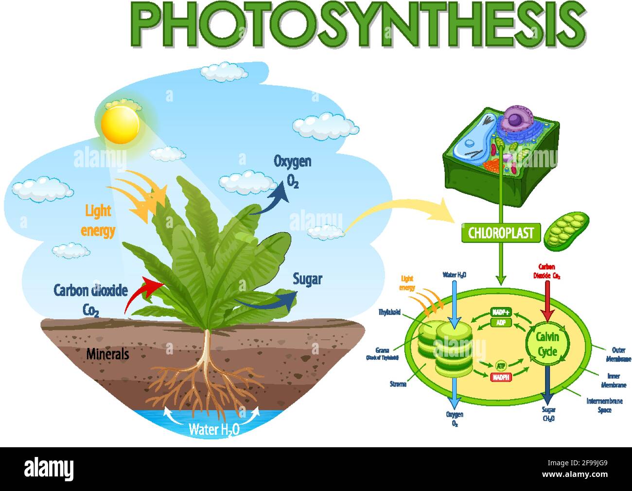 Clipart Photosynthesis Light