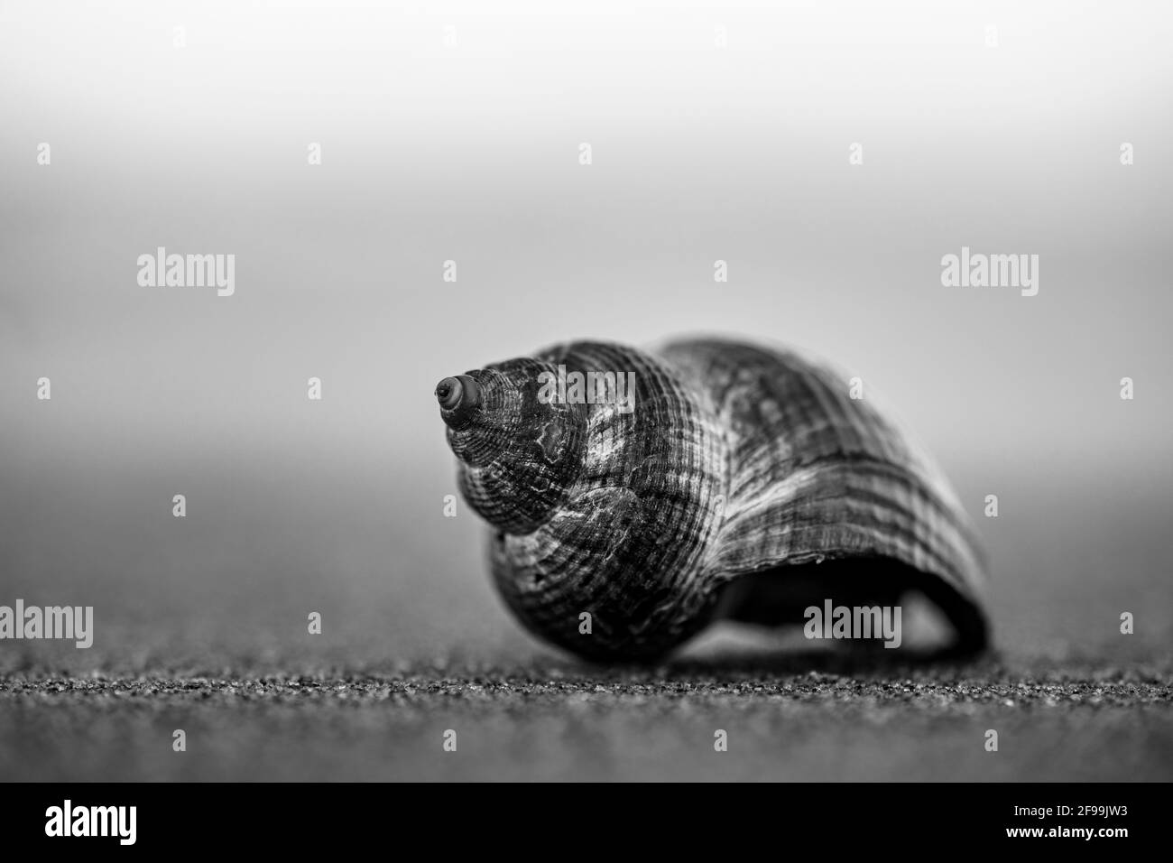 Conch shell on exotic Black and White Stock Photos & Images - Alamy
