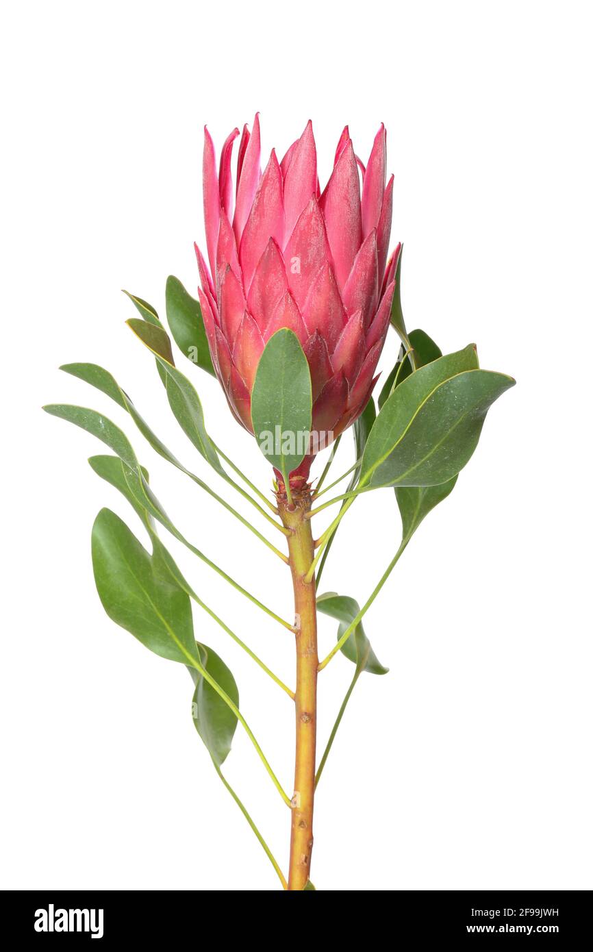 Beautiful protea flower on white background Stock Photo - Alamy