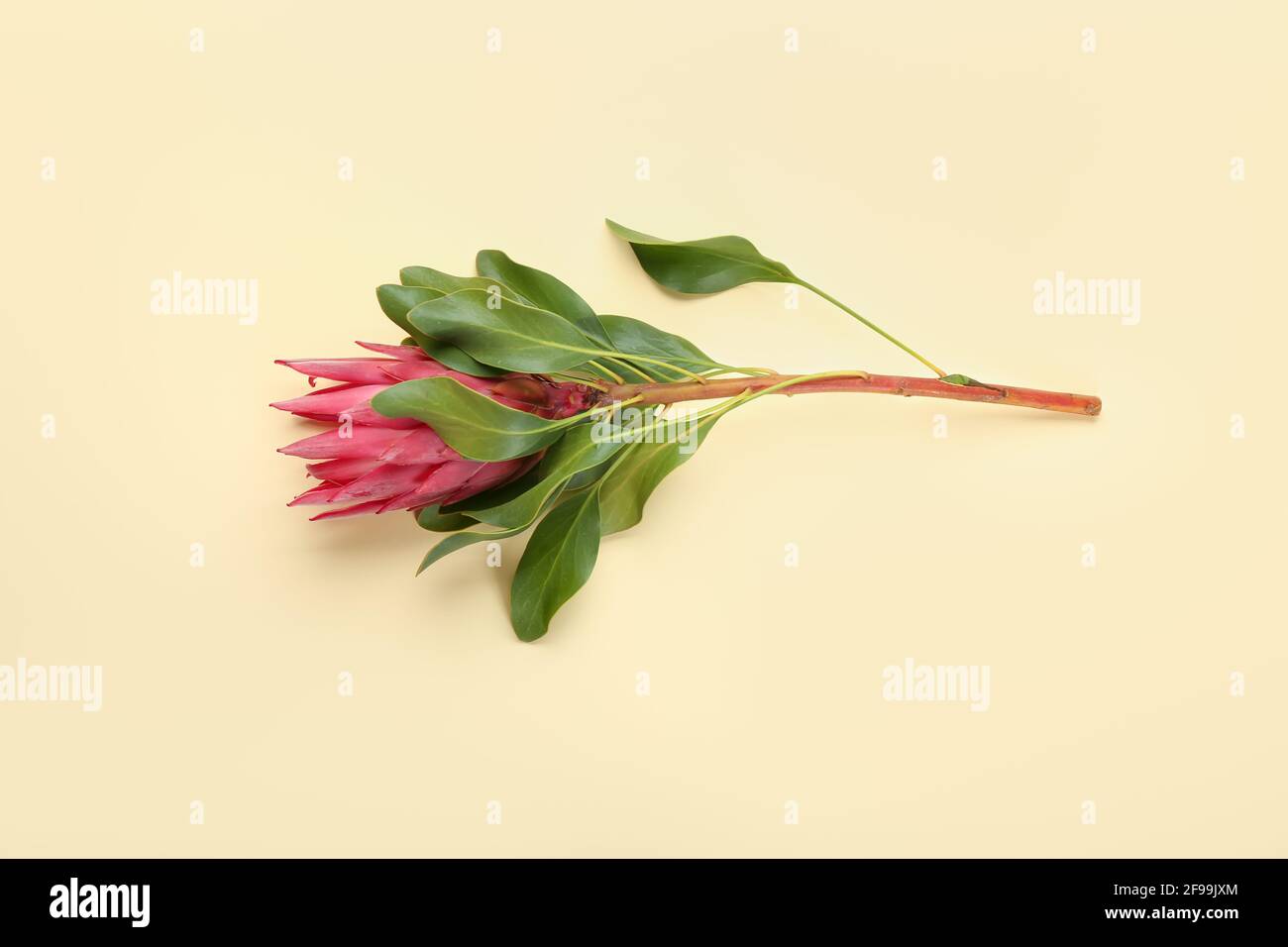 Beautiful protea flower on color background Stock Photo - Alamy