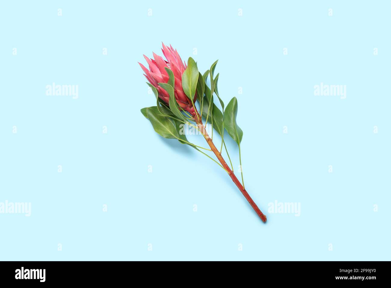 Beautiful protea flower on color background Stock Photo - Alamy