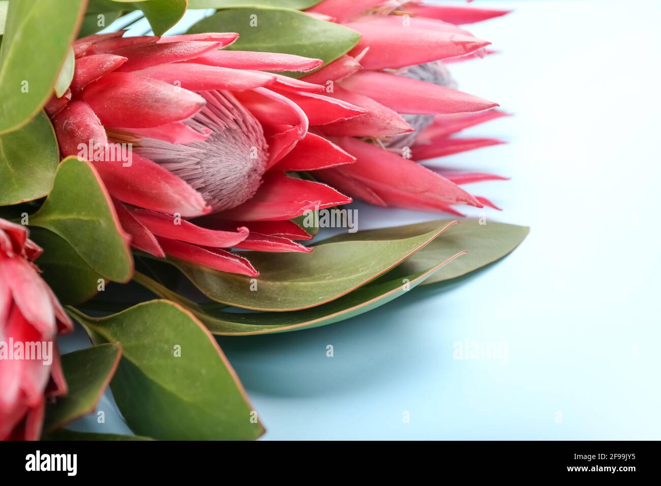 Beautiful protea flowers on color background, closeup Stock Photo - Alamy