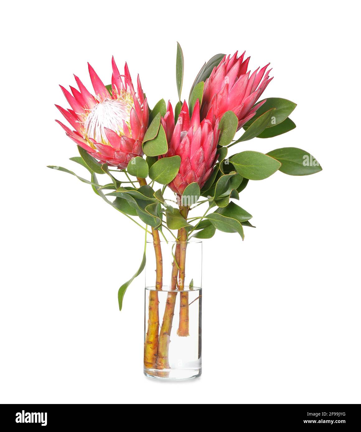 Vase with beautiful protea flowers on white background Stock Photo - Alamy