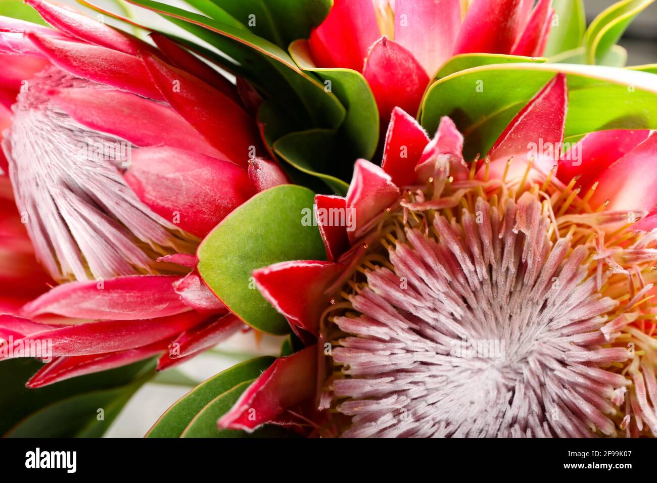 Beautiful protea flowers as background, closeup Stock Photo - Alamy