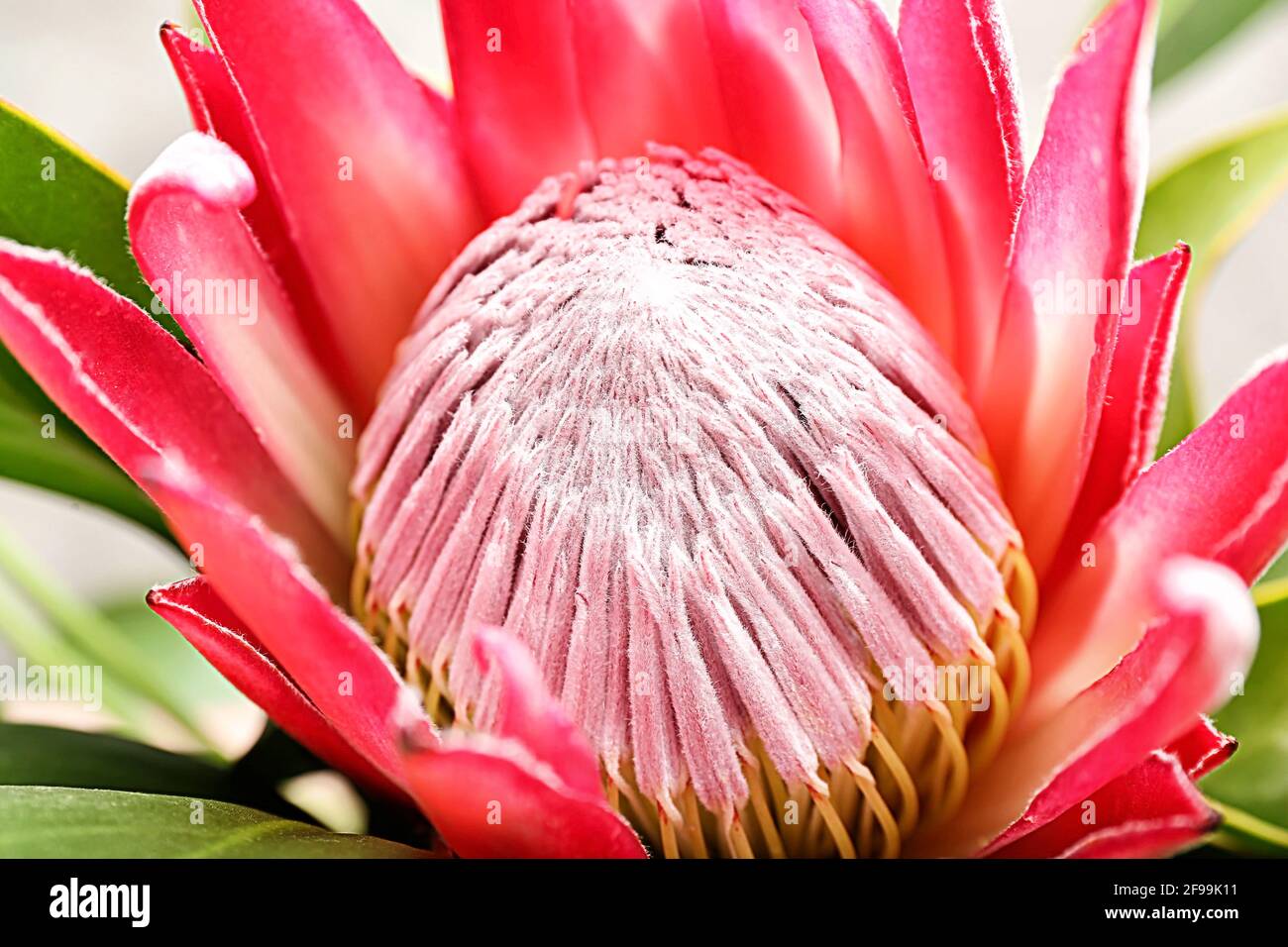 Beautiful protea flower as background, closeup Stock Photo - Alamy