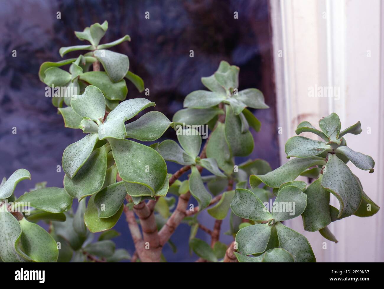 Crassula ovata - jade plant Stock Photo - Alamy