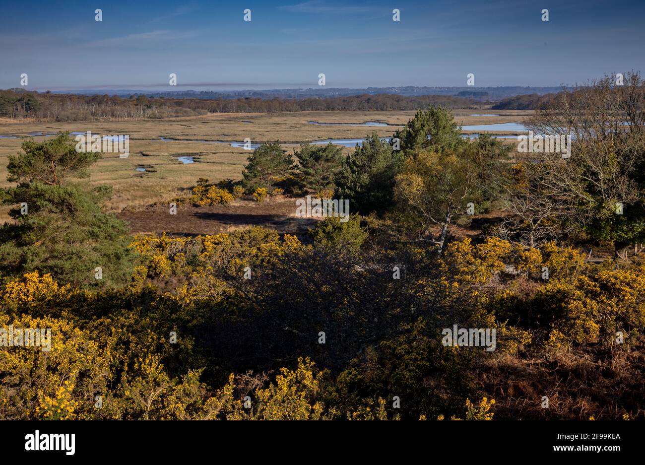 Arne nature reserve, view over Arne Bay saltmarsh and fringing ...