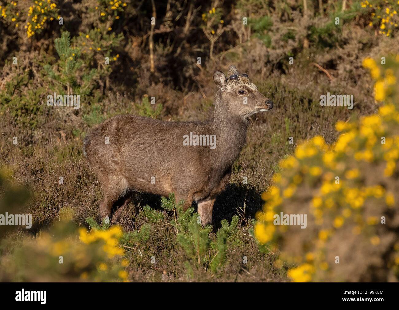 Sika deer, Cervus nippon among gorse on heathland, Purbeck; Dorset ...