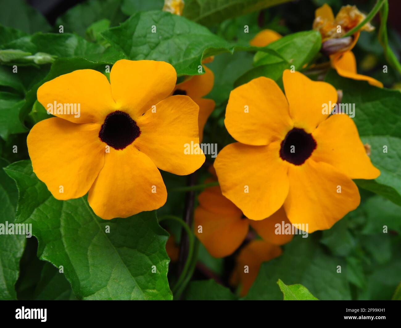 Closeup of black-eyed Susan vine (Thunbergia alata) flowers Stock Photo ...
