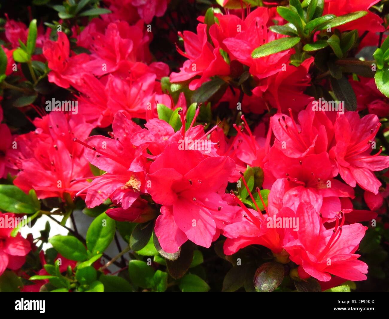 Azalea japonica hi-res stock photography and images - Alamy