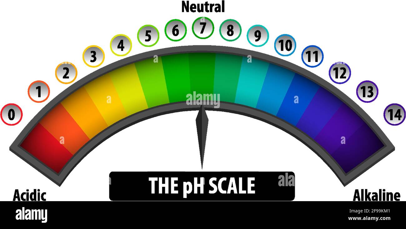 The pH Scale diagram on white background illustration Stock Vector ...