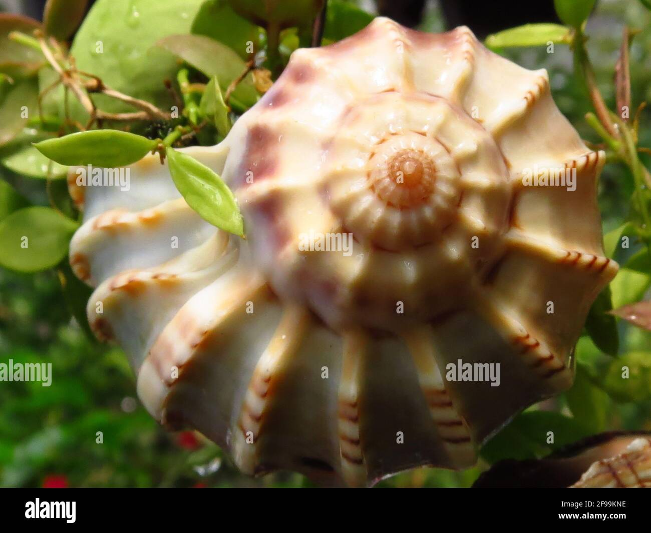 Textures of marine plants hi-res stock photography and images - Alamy