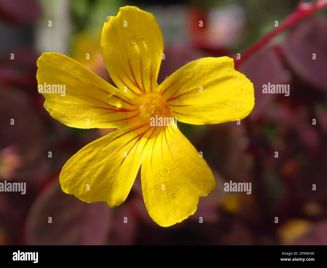 Closeup of beautiful yellow Linum flavum flower Stock Photo - Alamy