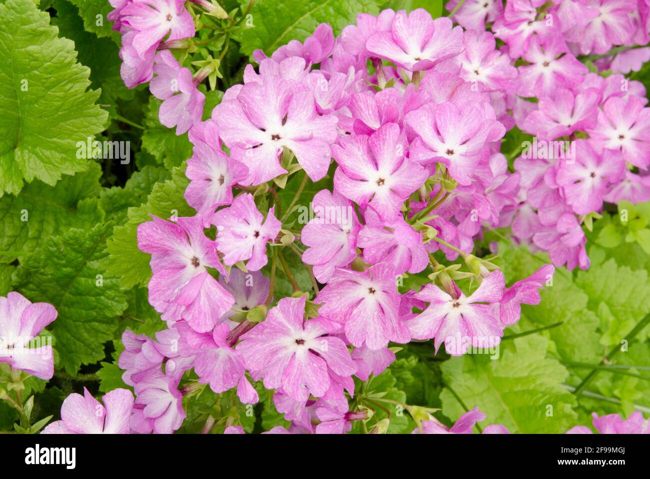 Pink primrose Fine Art Floral Natural Textures. Portrait Photo Textures ...