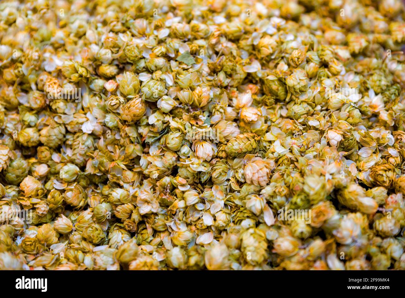 Hops extract hi-res stock photography and images - Alamy