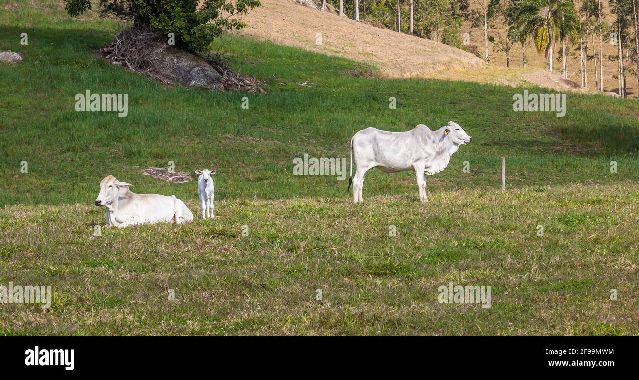 Zebu family hi-res stock photography and images - Alamy