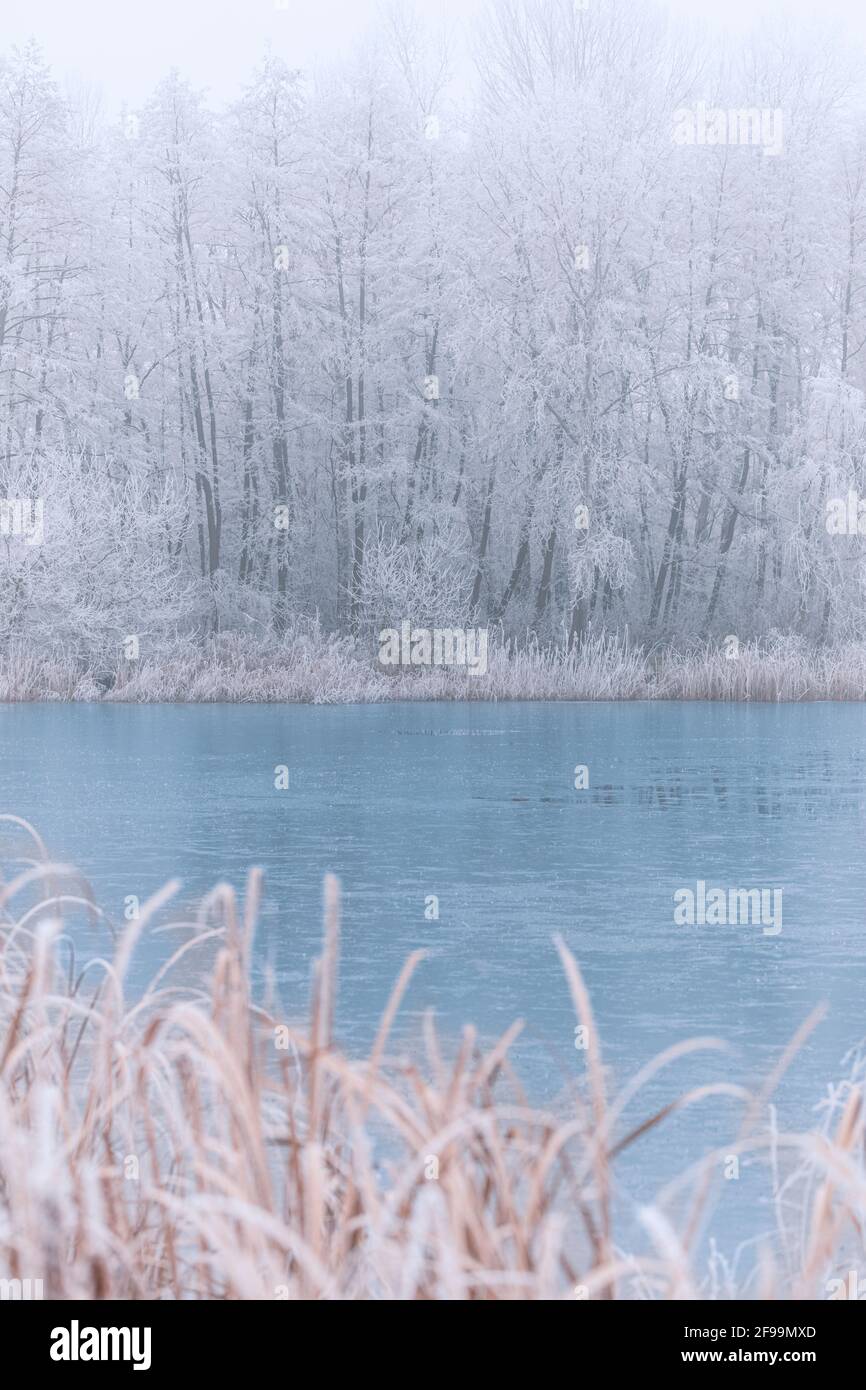 Forest lake in snowfall. Relaxing panoramic winter landscape of a ...