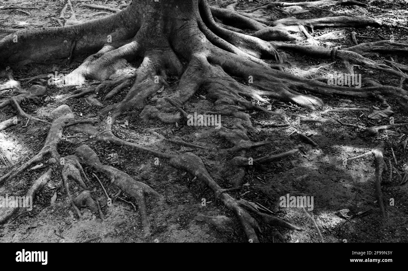 Grayscale shot of old roots of a tree on the soil surface Stock Photo ...