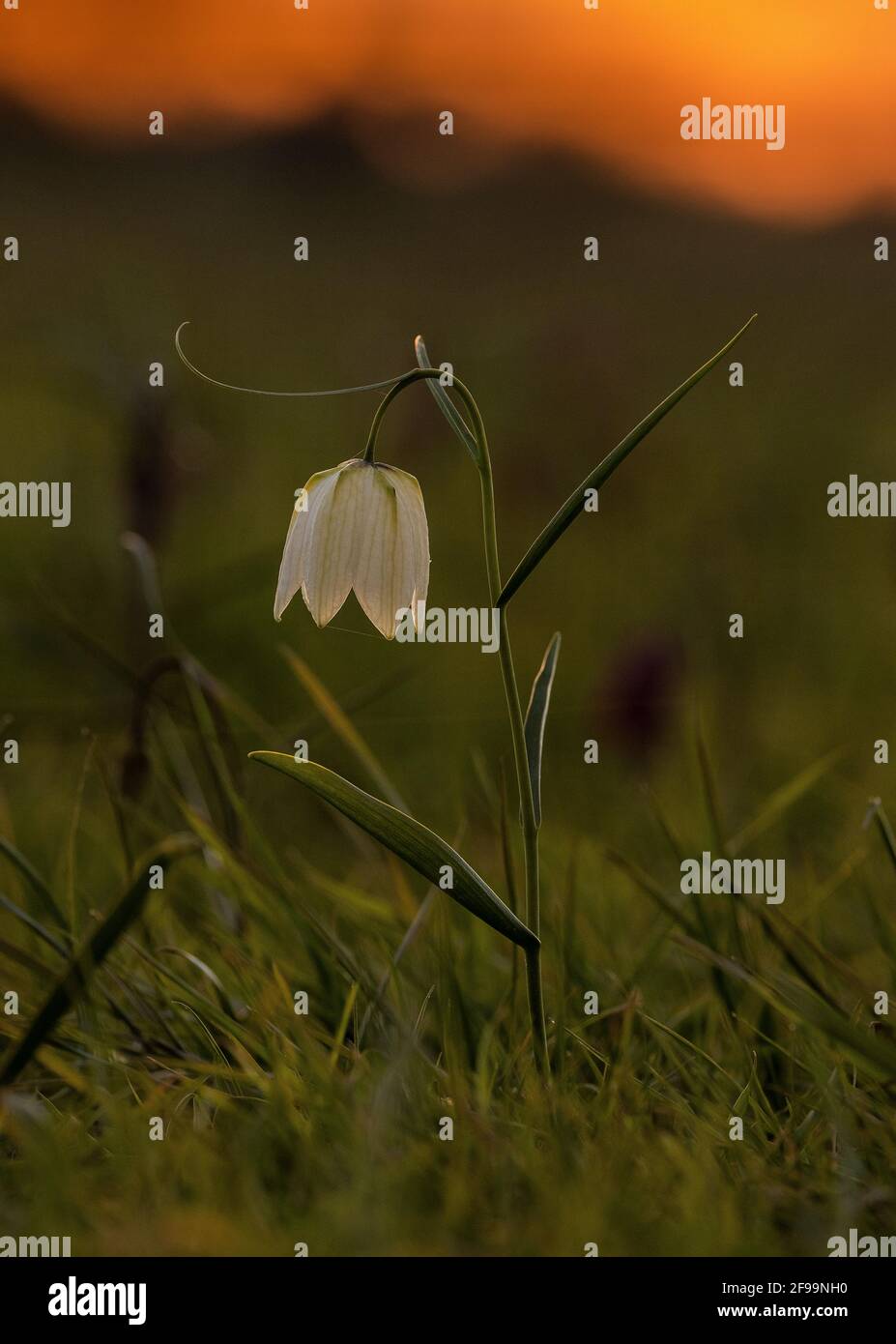 North wilts hi-res stock photography and images - Alamy