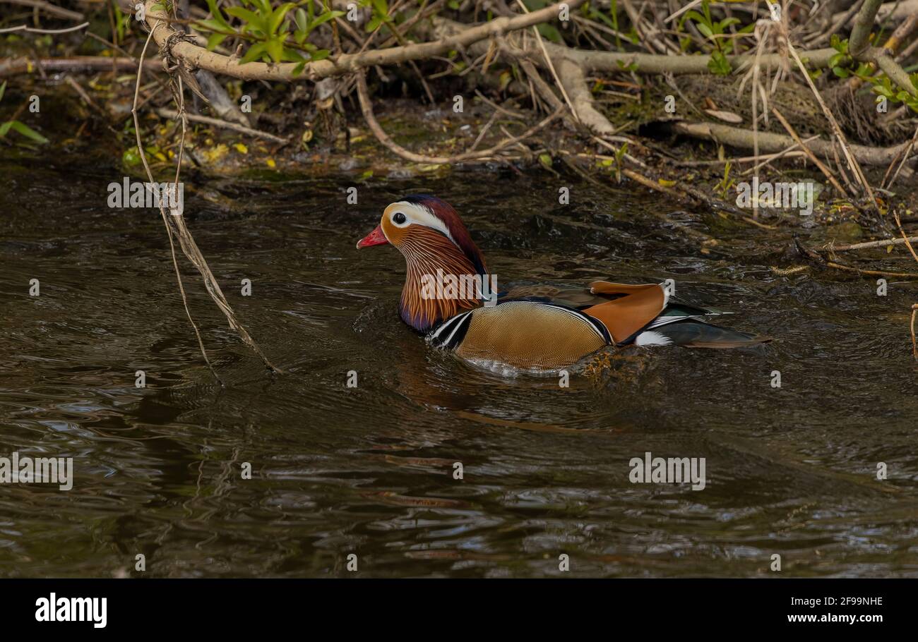 Male Wood duck, Aix sponsa, swimming on the River Stour in breeding ...