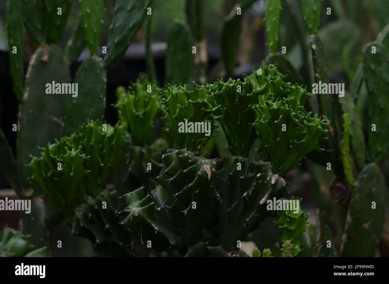 Purple red shoots hi-res stock photography and images - Alamy