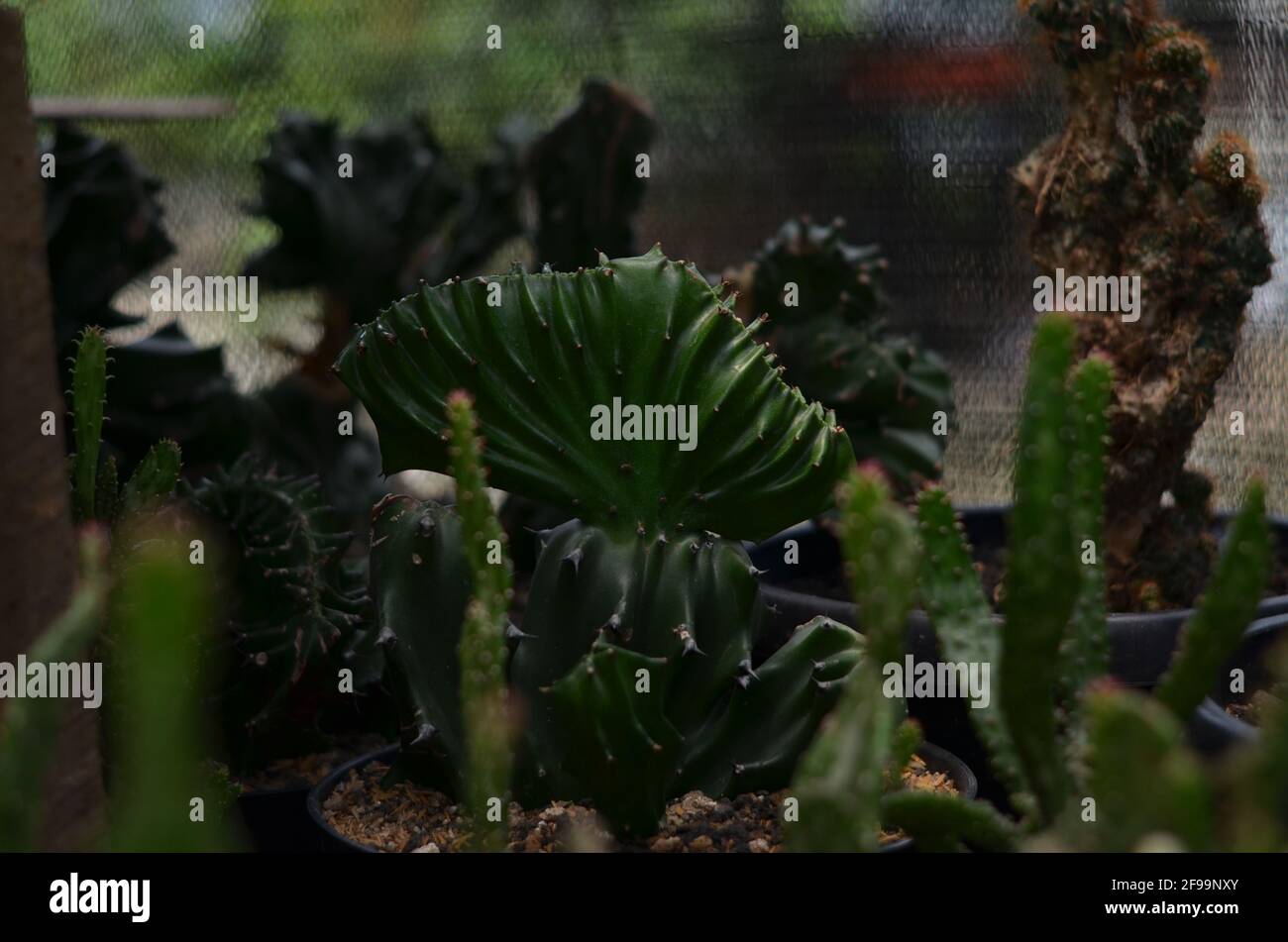 Green shoots desert hi-res stock photography and images - Alamy