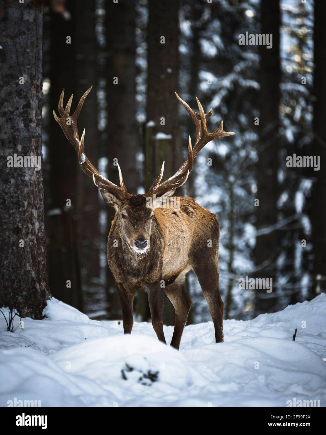 Deer theme hi-res stock photography and images - Alamy