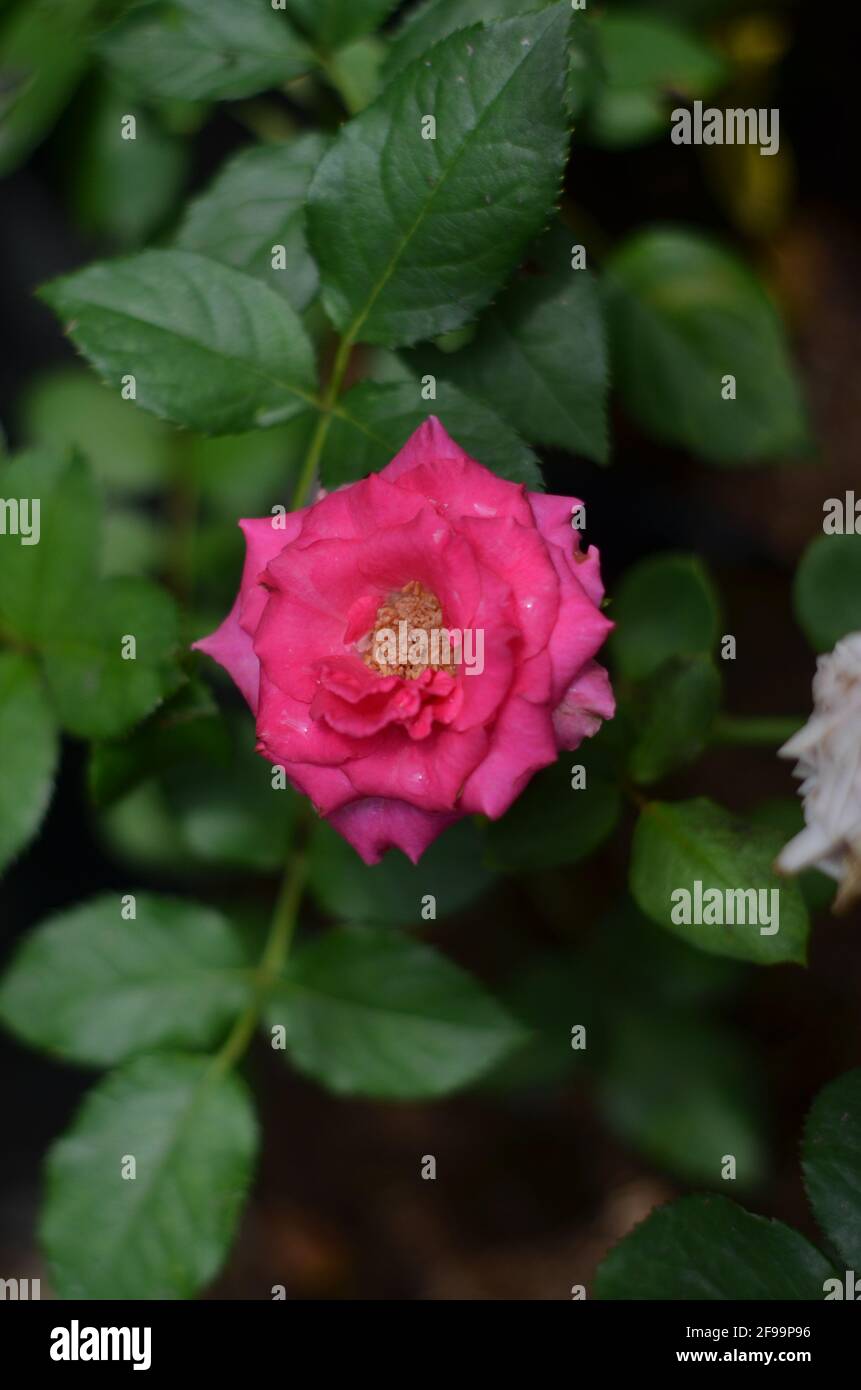 Bengal rose hi-res stock photography and images - Alamy