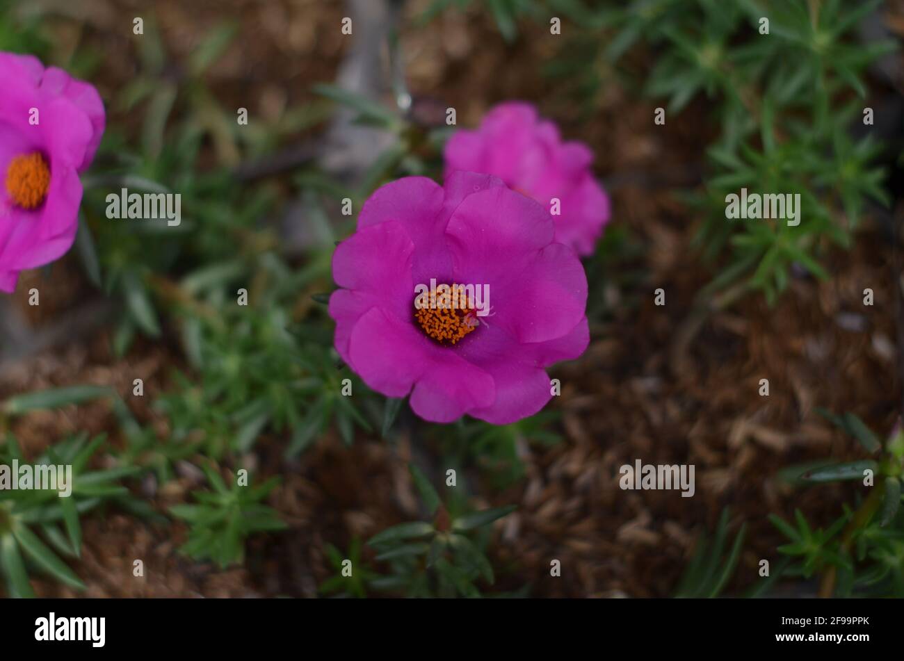 A light pink portulaca grandiflora flower in bloom and its green leaves ...