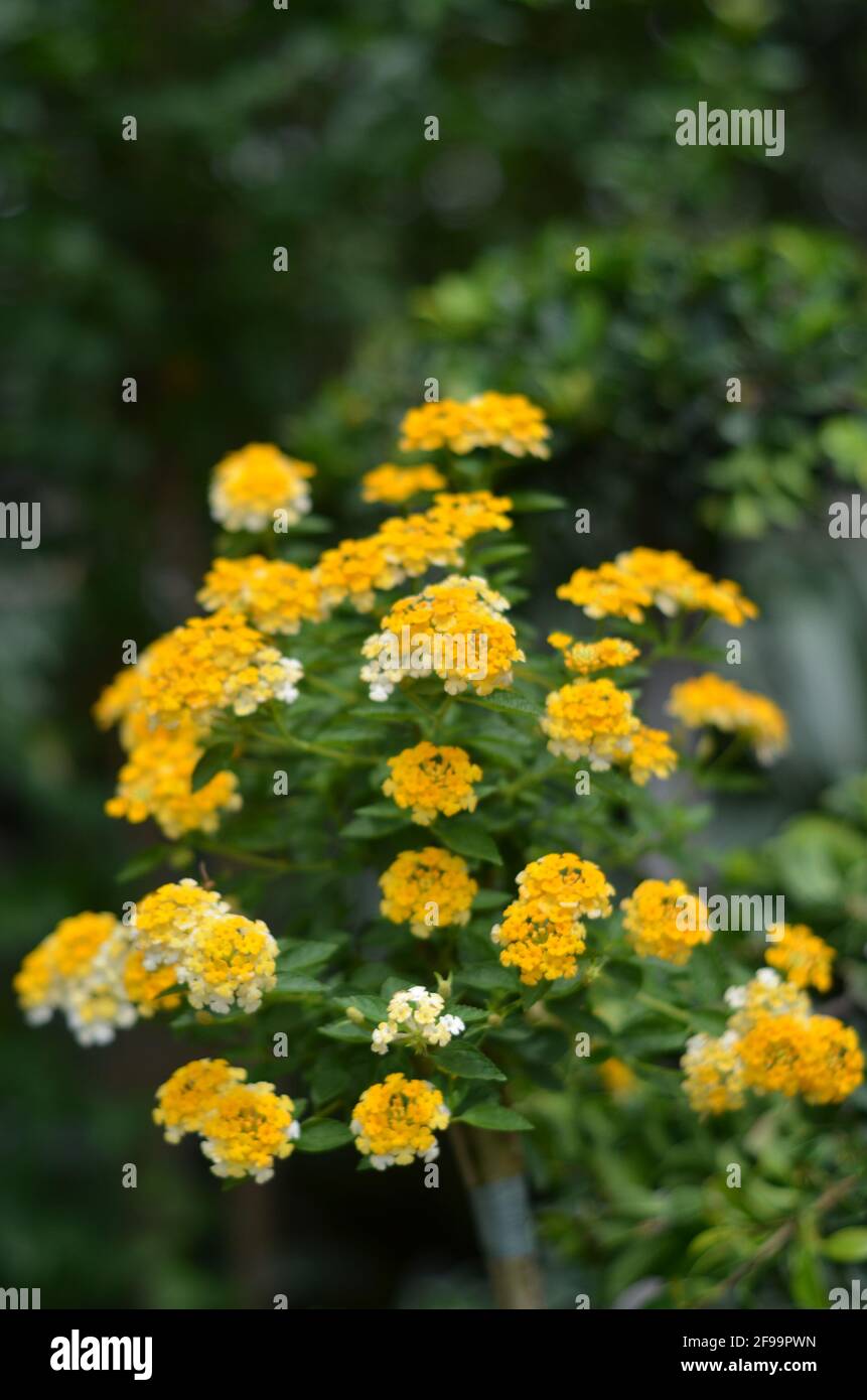 The yellow Lantana Camara flowers are very exotic and charming Stock ...