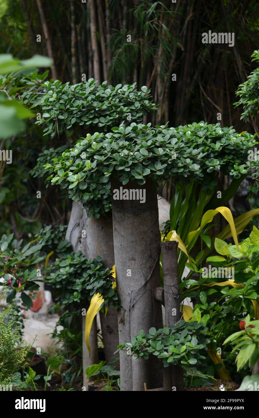 Chinese banyan plants with large stems and green leaves Stock Photo - Alamy