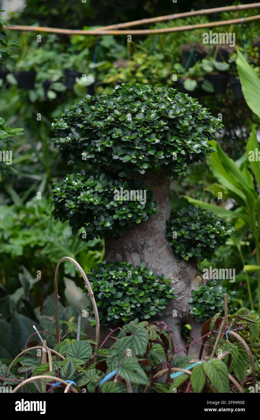 Chinese banyan plants with large stems and green leaves Stock Photo - Alamy
