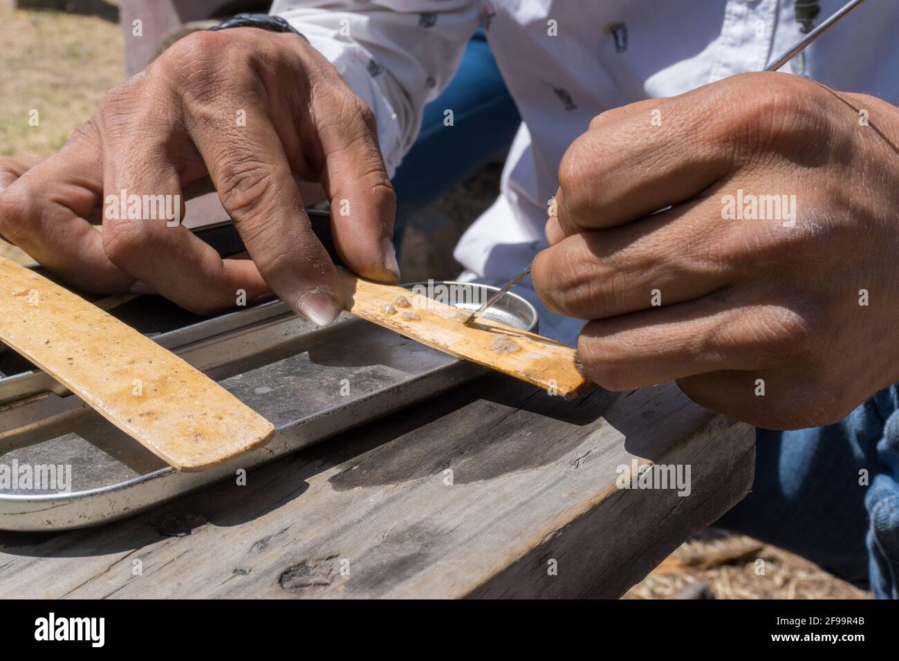Man preparing kambo amazon frog poison medicine for body detox Stock ...