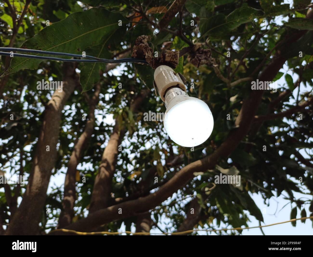 Low angle shot of a lamp hanging from tree branches in a park at ...