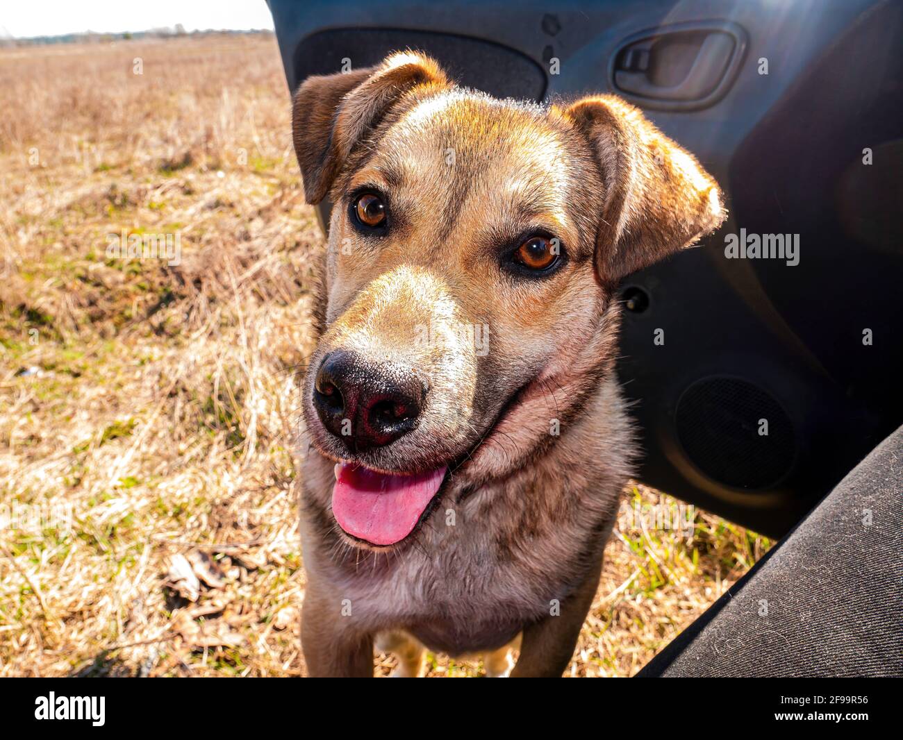 The look of a mongrel dog with drooping ears Stock Photo - Alamy