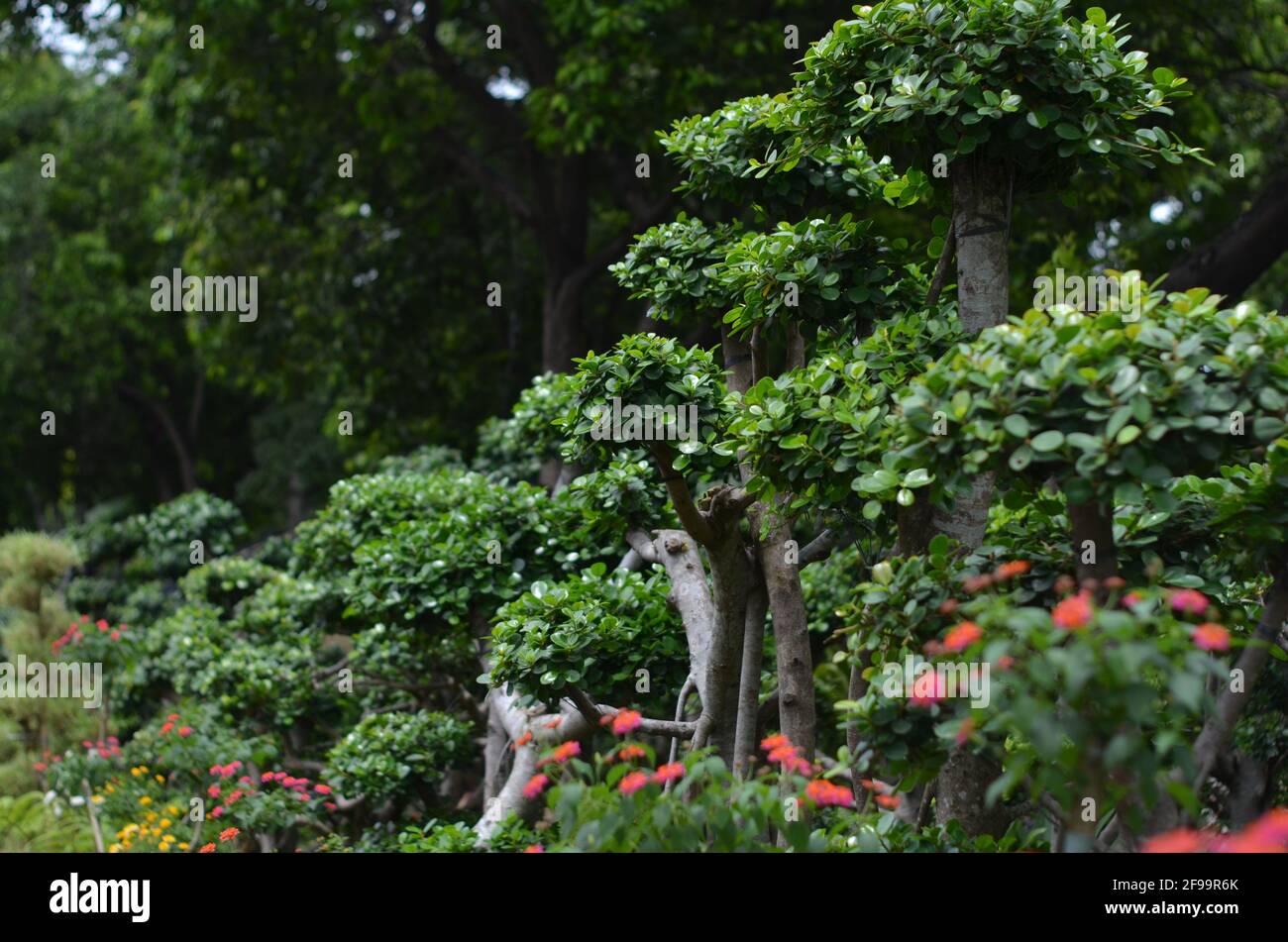 Chinese banyan plants with large stems and green leaves Stock Photo - Alamy