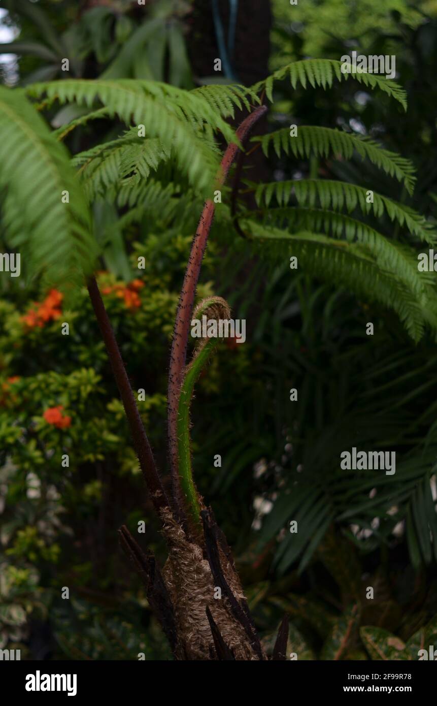 Rolled up fern leaf hi-res stock photography and images - Alamy