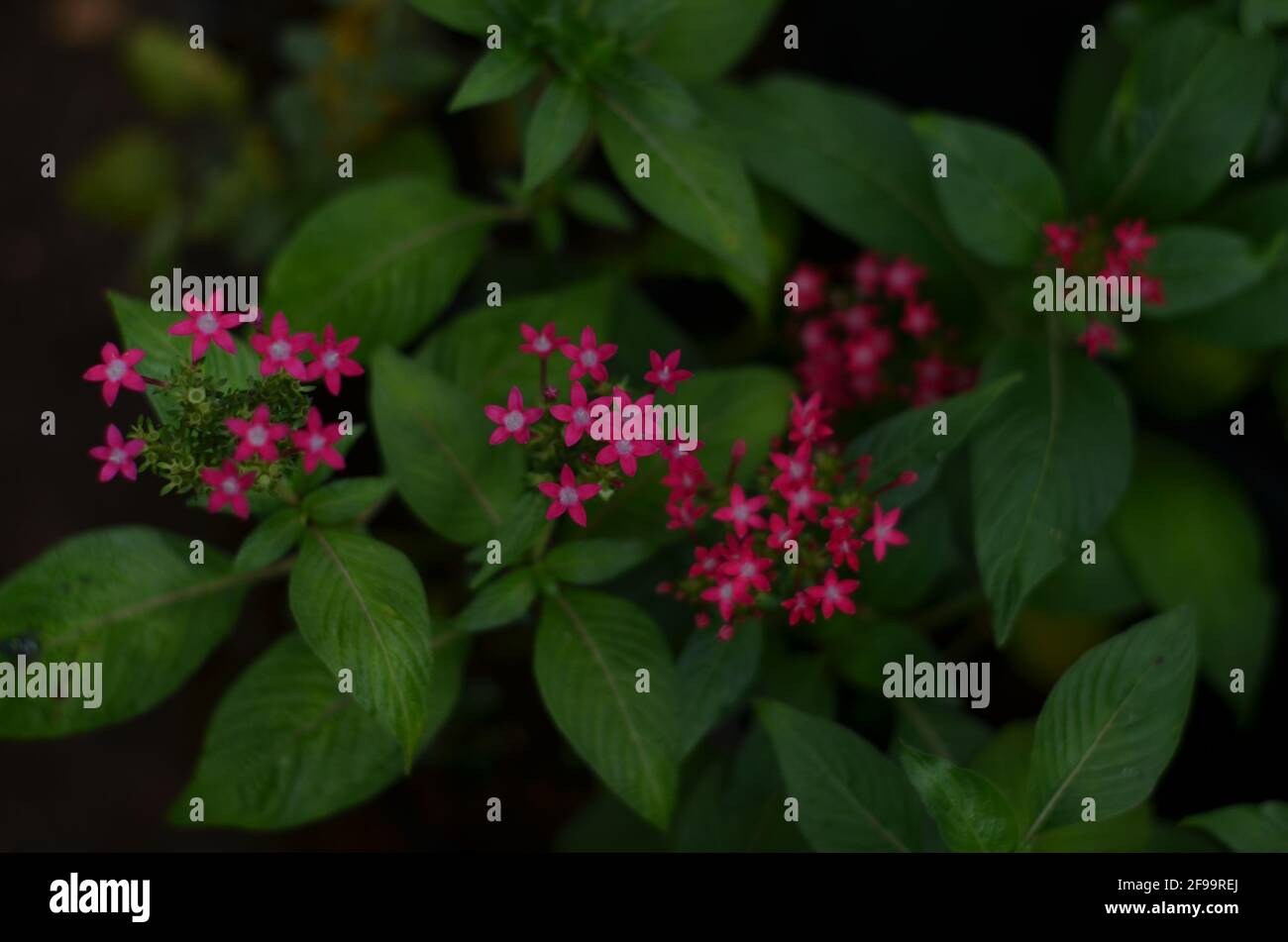 Pentas Lanceolata flowers are blooming Stock Photo - Alamy