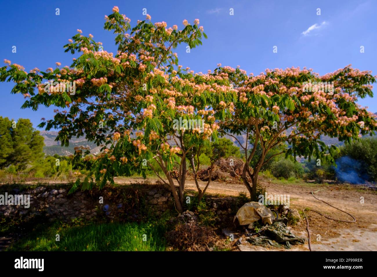 Albizia julibrissin ‘Red Silk’ (Persian Silk Tree, Pink Silk Tree) in ...