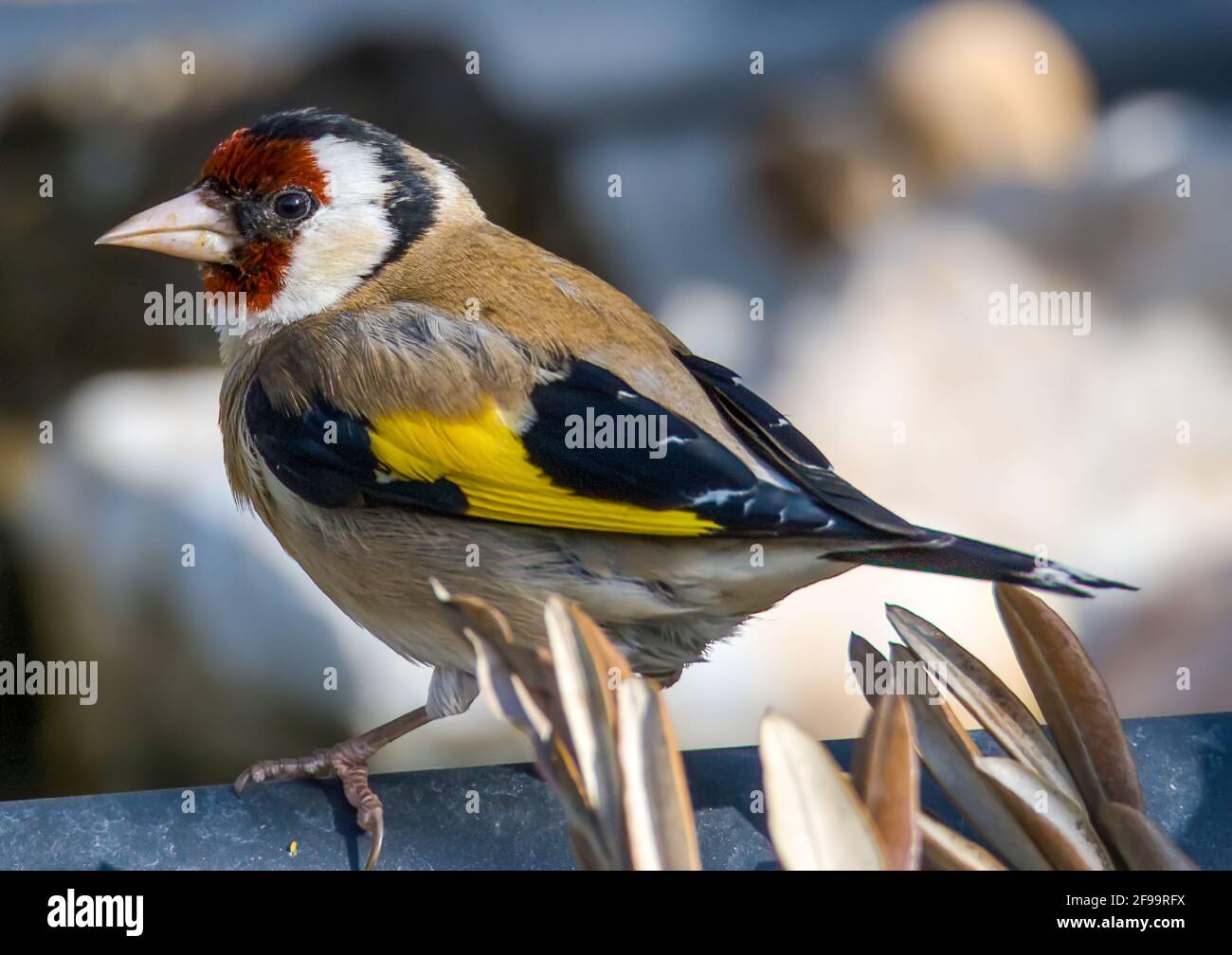 American gold finch winter plumage hi-res stock photography and images ...