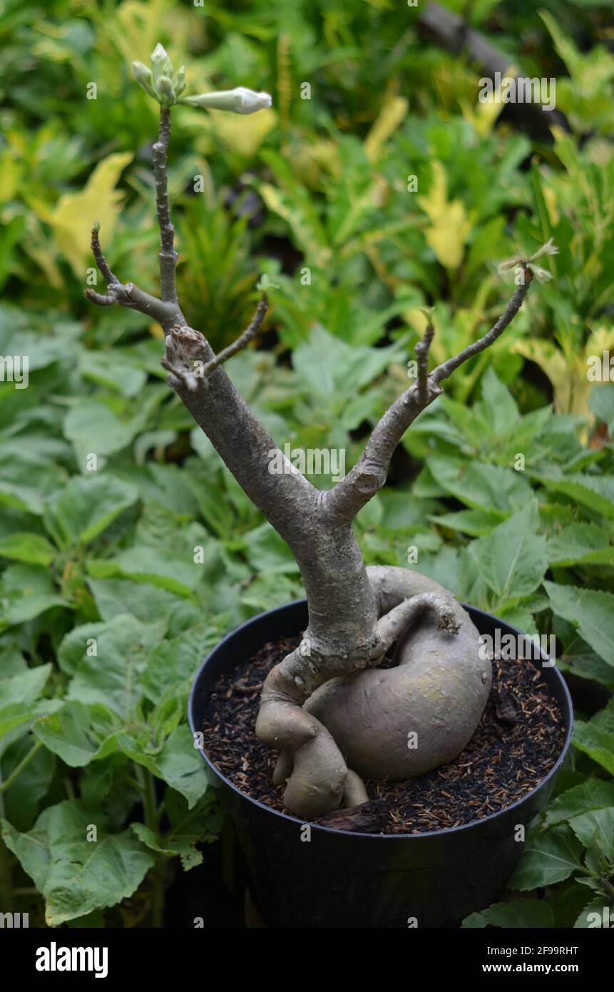 The root stem of the Adenium plant that grows in a black pot Stock ...