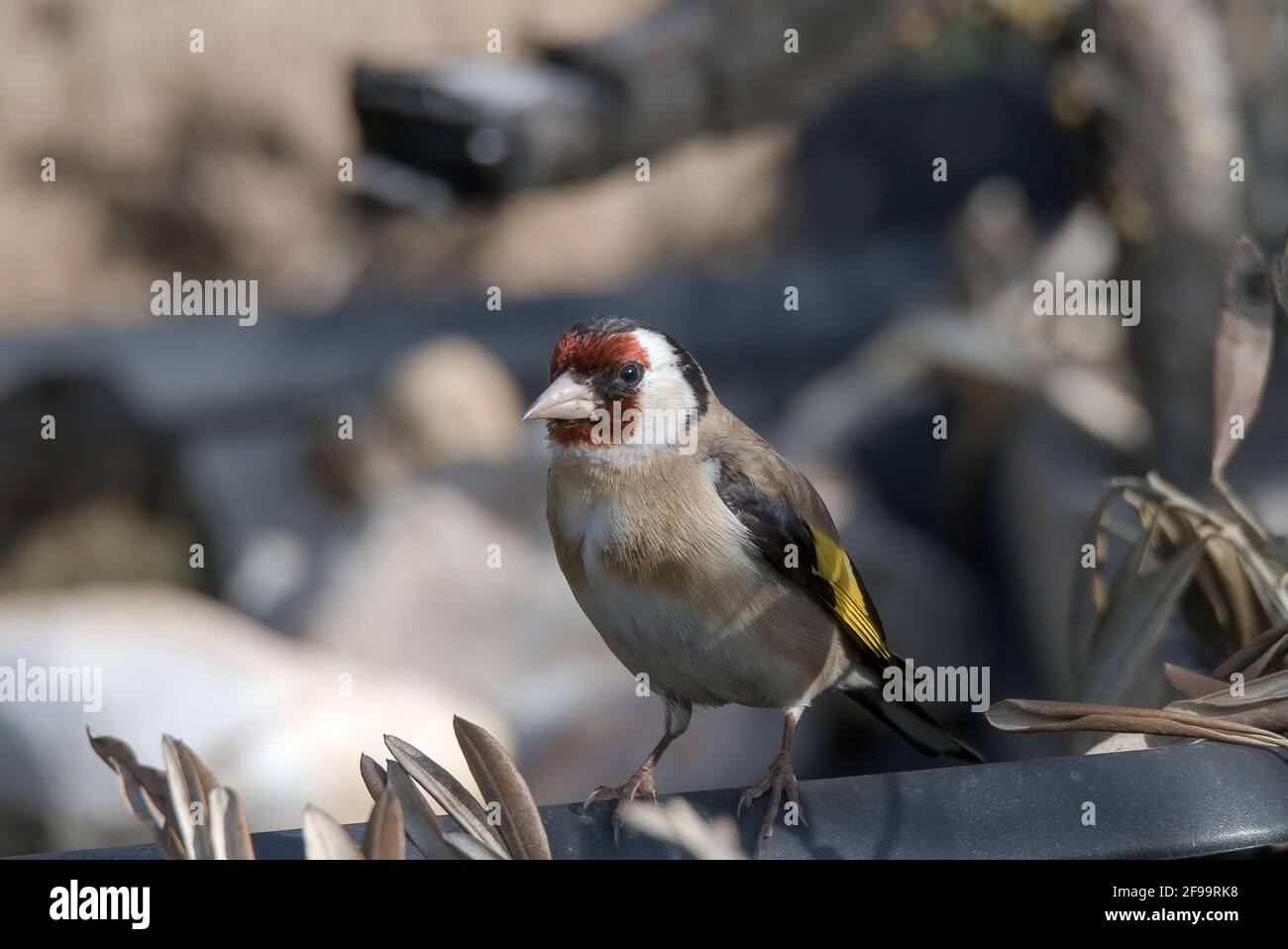 American gold finch winter plumage hi-res stock photography and images ...