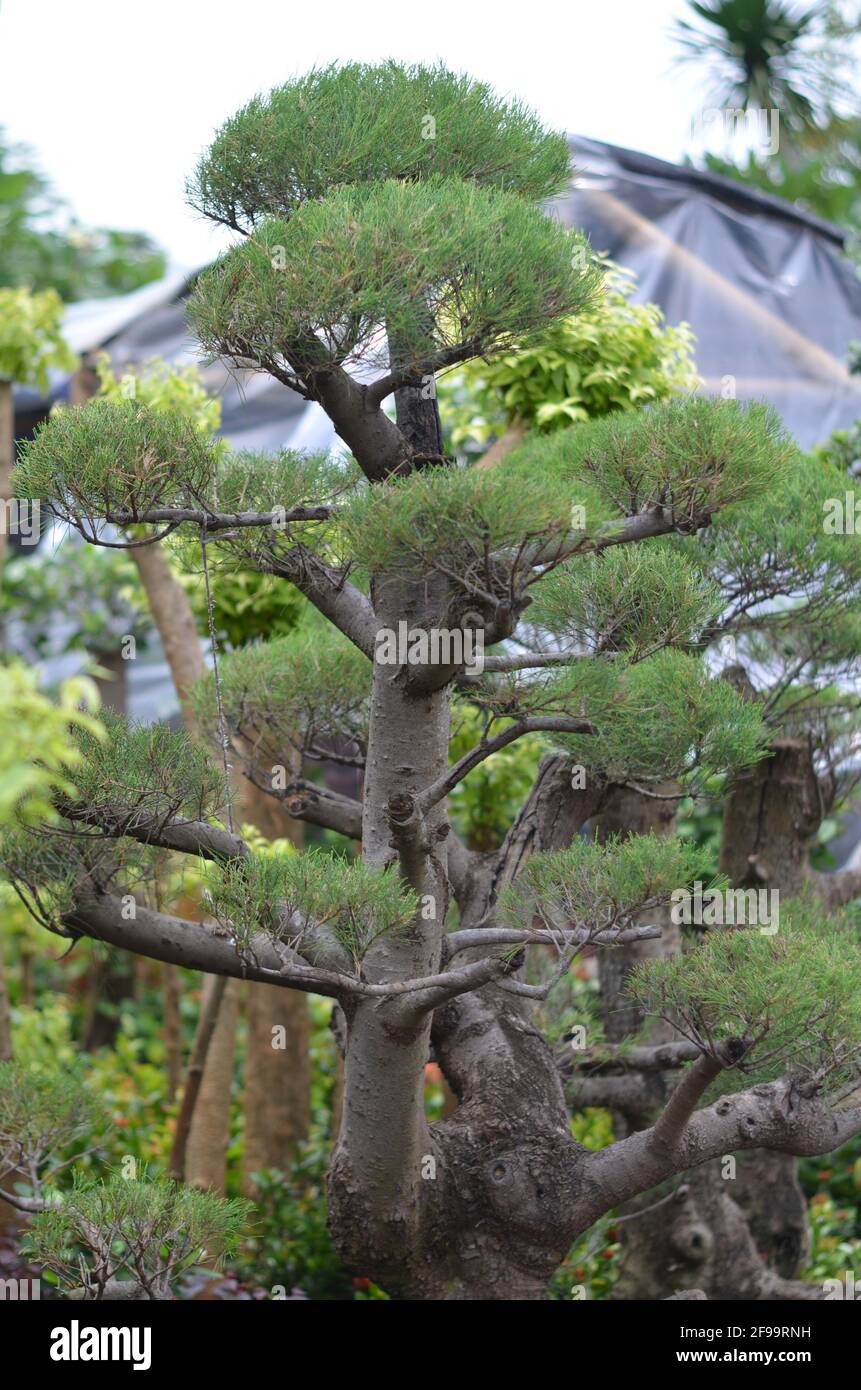 Pruned pine tree hi-res stock photography and images - Alamy